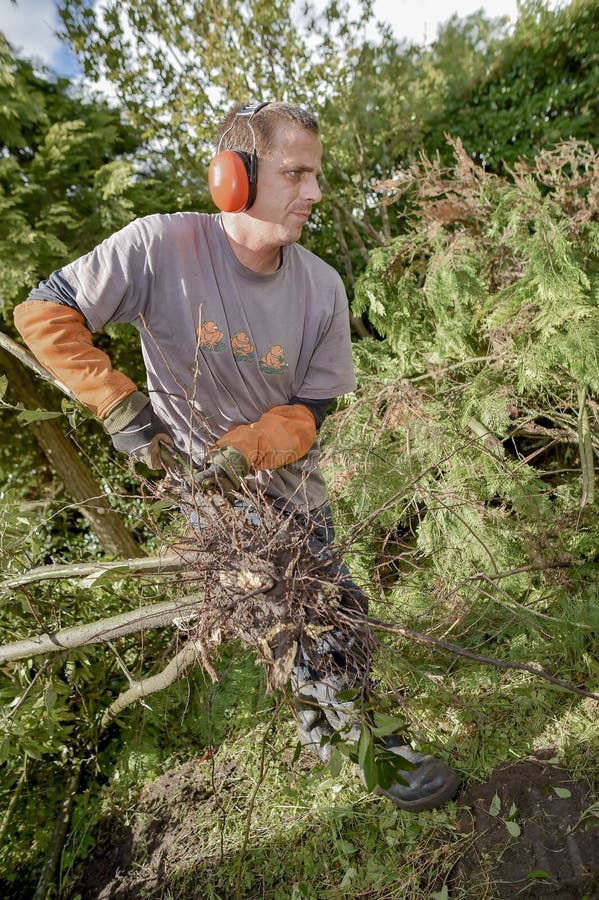 Gardener using a chainsaw stock photo. Image of outdoors - 121235816
