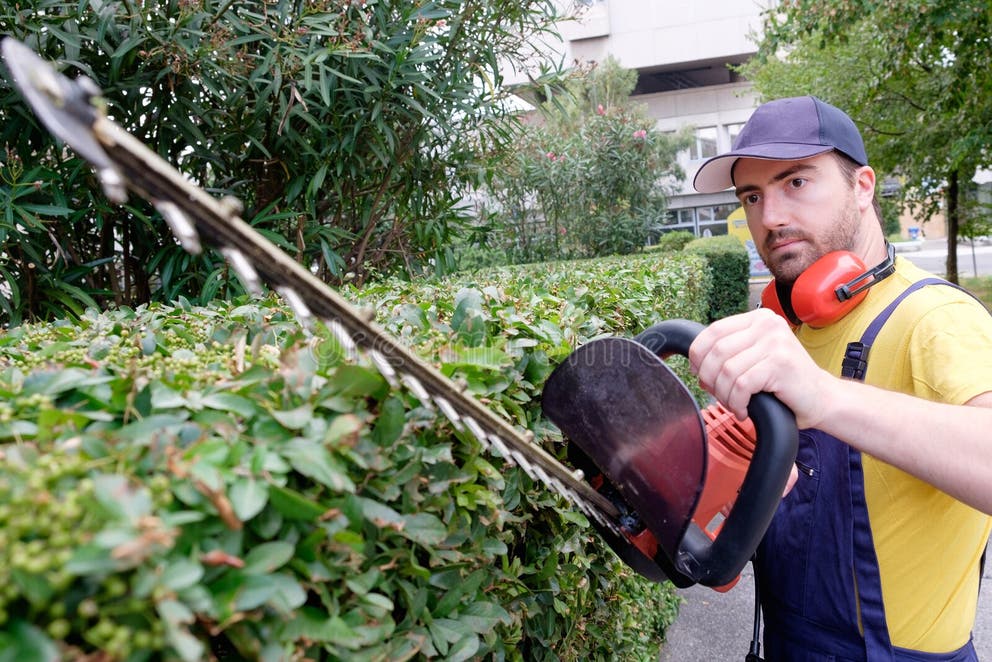 Gardener Using an Hedge Clipper Stock Image - Image of cutter ...