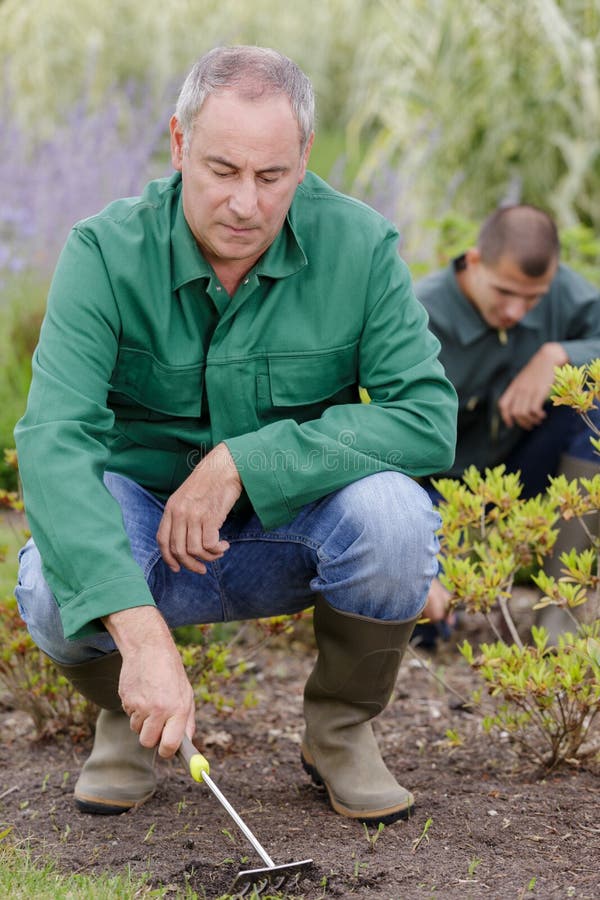 Gardener Using Rake To Rake Soil Stock Photo - Image of handle ...