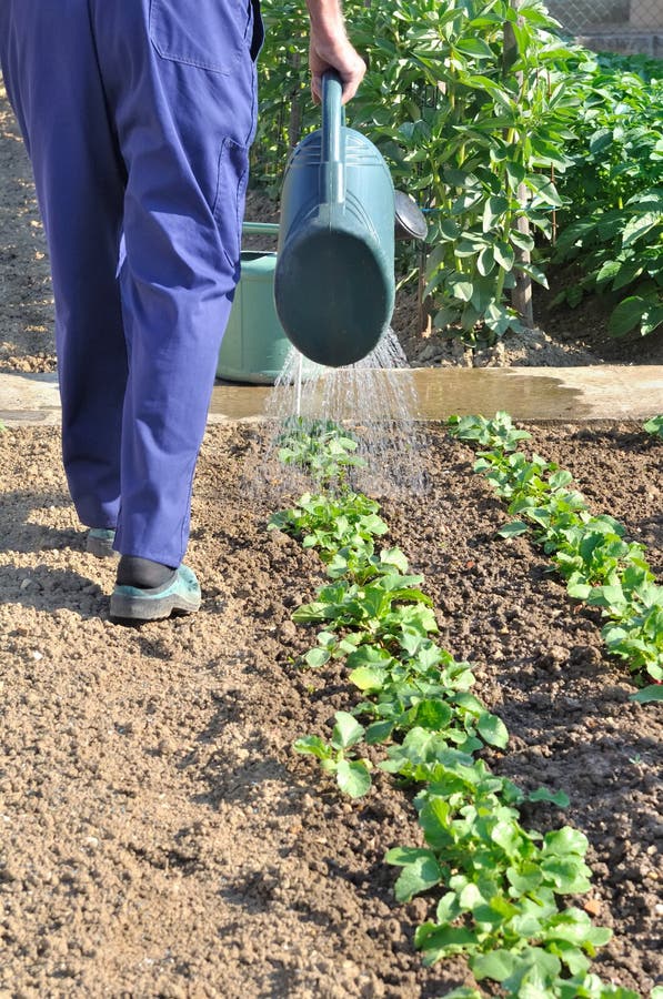 Gardener Watering His Garden Stock Image - Image of water, planting ...