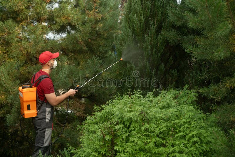 Gardener Wearing Protective Mask Spraying Insecticide on Hedge Stock ...