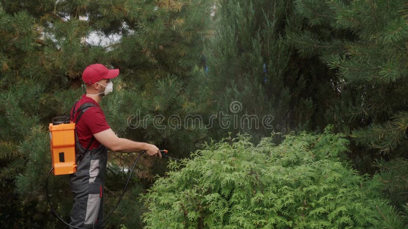 Gardener Wearing Protective Mask Spraying Insecticide on Hedge Stock ...