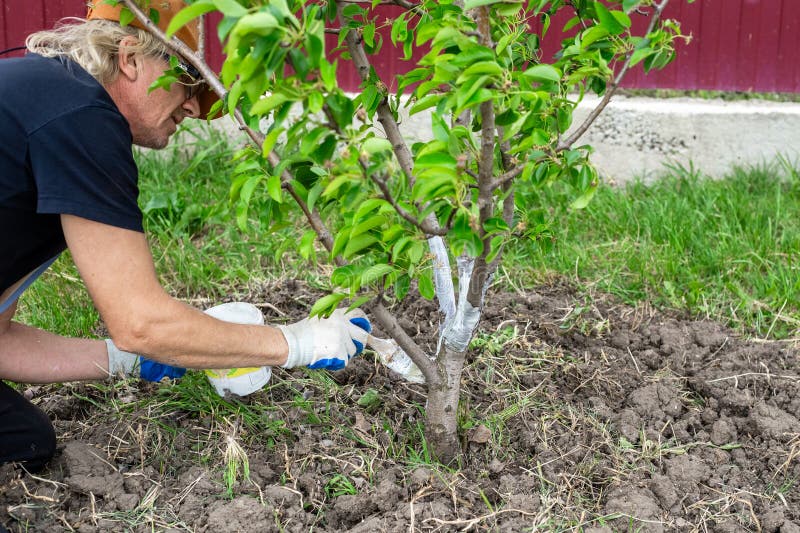 A Gardener Whitewashes the Trunk of a Young Fruit Tree with a Brush To ...
