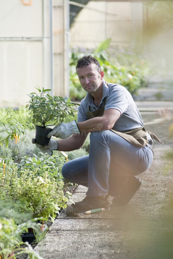 Gardener at work stock image. Image of worker, greenhouse - 17216519