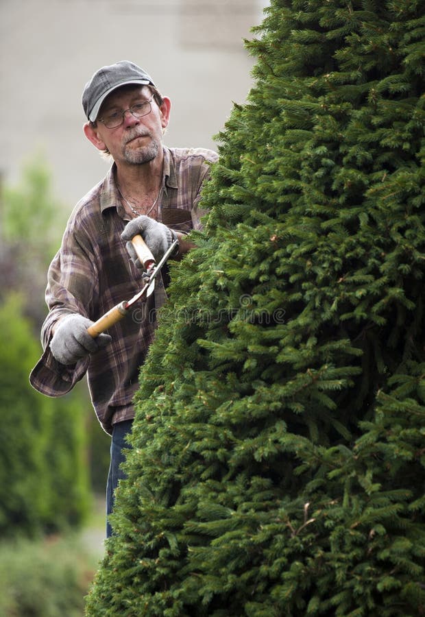 Gardener at work stock photo. Image of summer, professional - 17216204