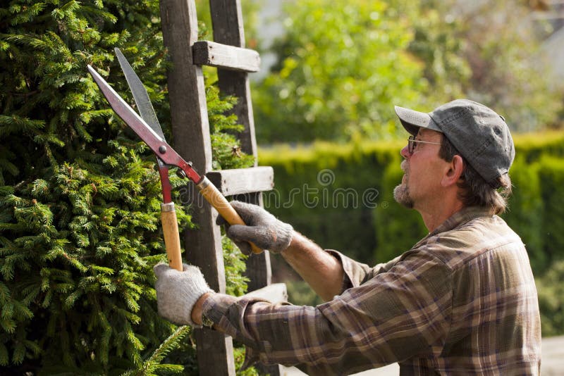 Gardener stock photo. Image of worker, trimming, professional - 24324406