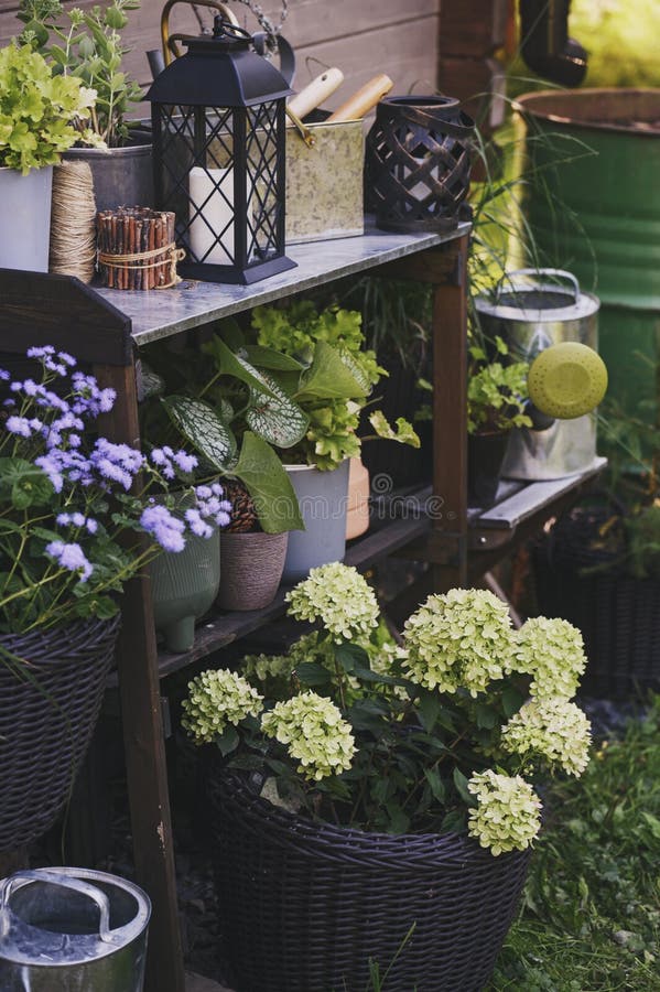 Rustic Potting Bench (gardener Table) in Summer Garden Decorated with ...
