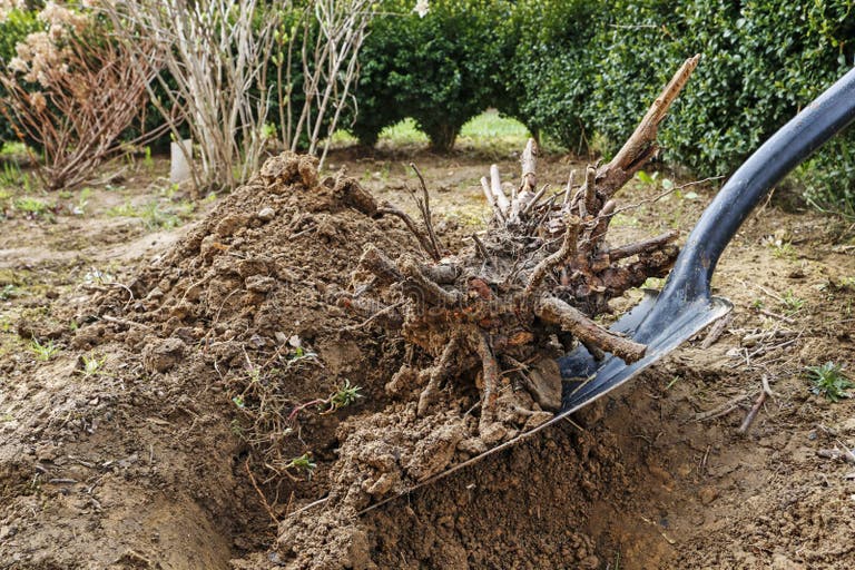 Gardener at Work: How To Remove Old Roots from the Ground Stock Photo ...