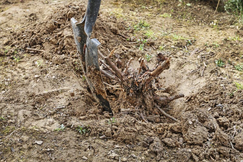 Gardener at Work: How To Remove Old Roots from the Ground Stock Image ...