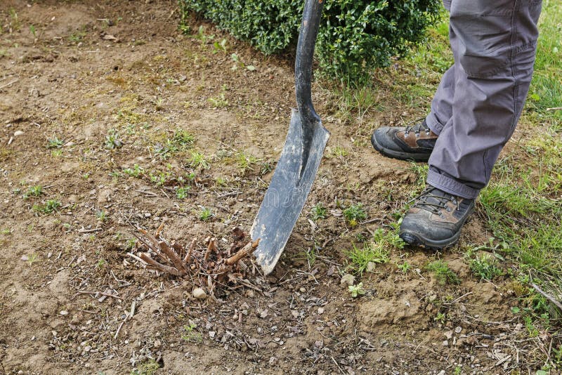 Gardener at Work: How To Remove Old Roots from the Ground Stock Photo ...
