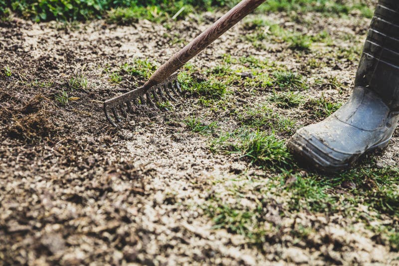 Gardener Working in Lawn Seed with a Pick or Rake Stock Photo - Image ...