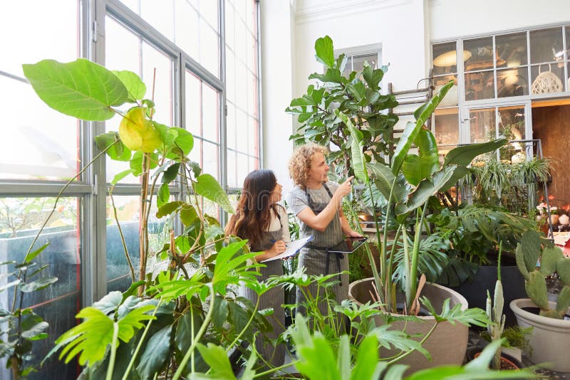 Gardeners Control Quality of Green Plants Stock Image - Image of ...