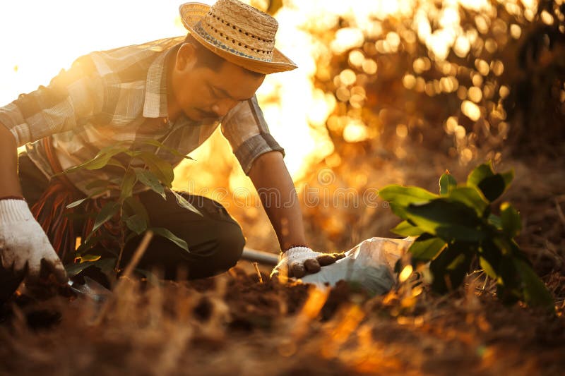 Gardeners Dig Holes To Plant Mango Trees Stock Image - Image of ...