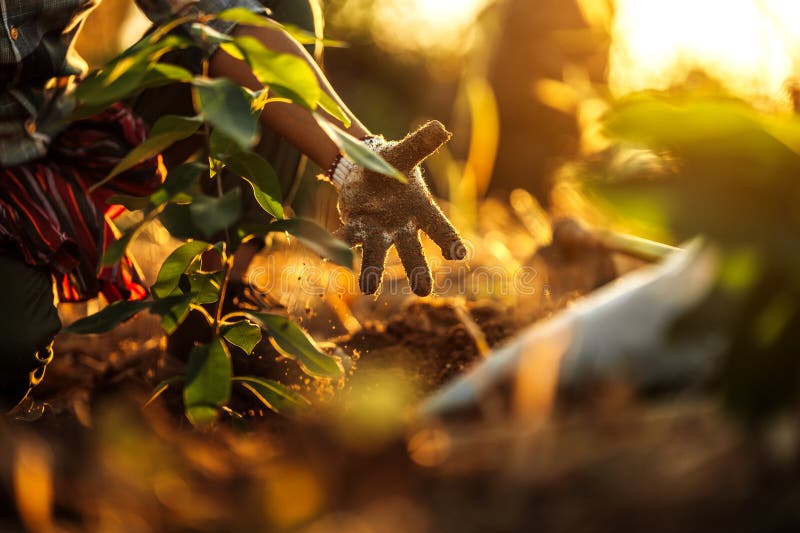 Gardeners Fill Soil in Holes Where Mango Trees are Planted Stock Image ...