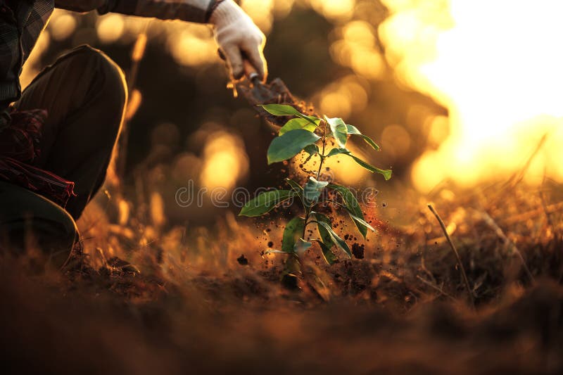 Gardeners Fill Soil in Holes Where Mango Trees are Planted Stock Photo ...