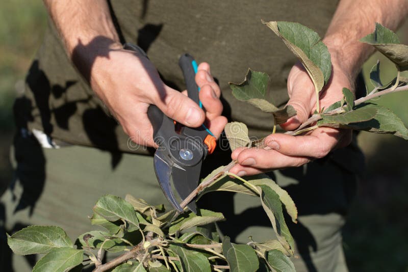 Gardeners Hand with Garden Pruner Making Spring Pruning of Tree Tree ...