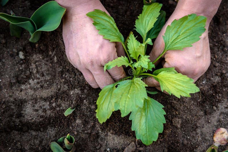 Gardeners Hands Planting Aster Flowers in Soil Stock Image - Image of ...