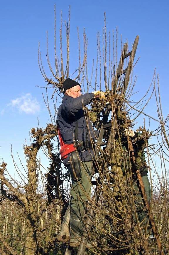 Gardeners Prune Willow Trees, Netherlands Editorial Stock Image - Image ...