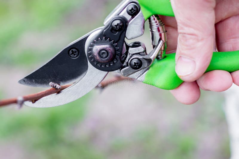 Gardeners of Scissors Cut Branches of Trees in the Garden_ Stock Image ...