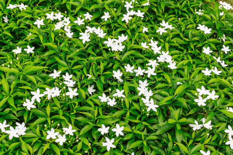 Gardenia flower, Ervatamia stock image. Image of botany - 43791435