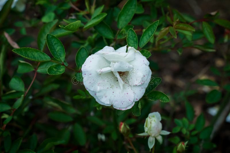 Gardenia Jasminoides or Gardenia Augusta Flower Stock Image - Image of ...