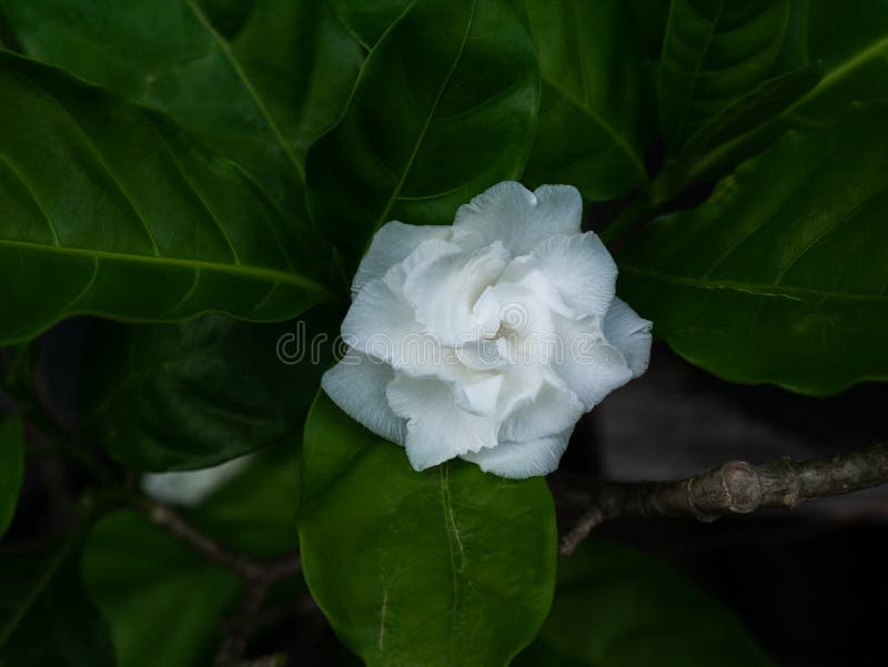 Gardenia Rose Flower Blooming Stock Image - Image of gardenia, bloom: 258132251