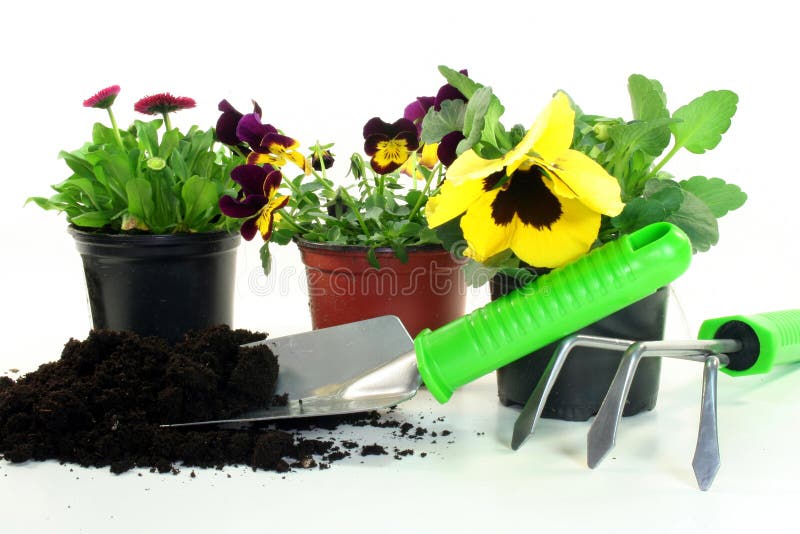 Horticulture stock photo. Image of details, planting - 12861202