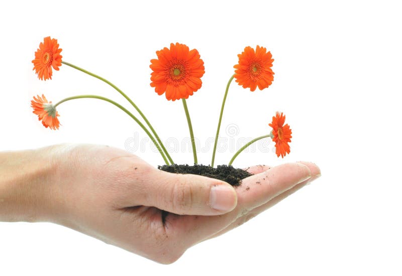 Gardening stock image. Image of present, bloom, flora - 19943577
