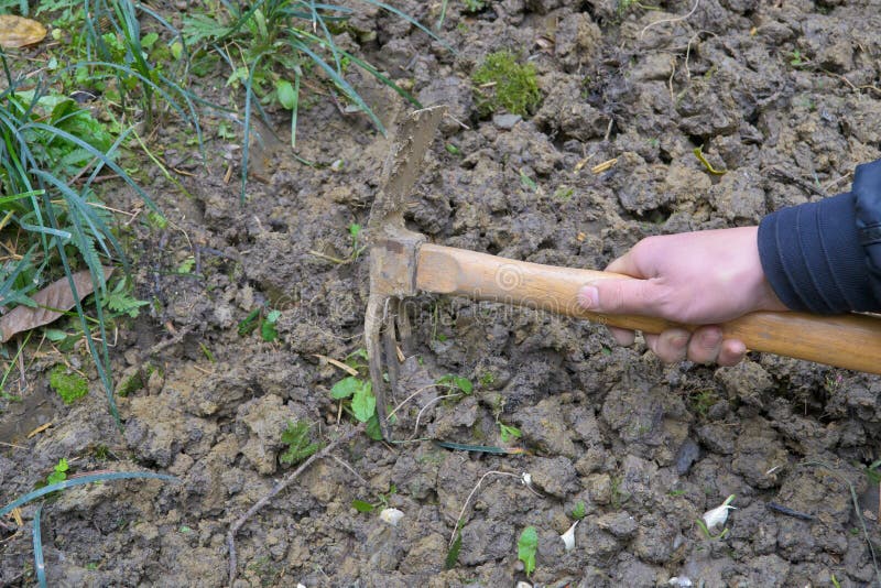 Planting sapling tree stock photo. Image of hard, cultivable - 10235282