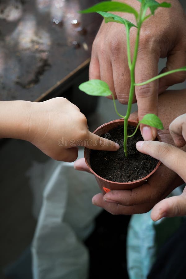Gardening Activity at Home, Family Activity Growing Plants Stock Photo ...