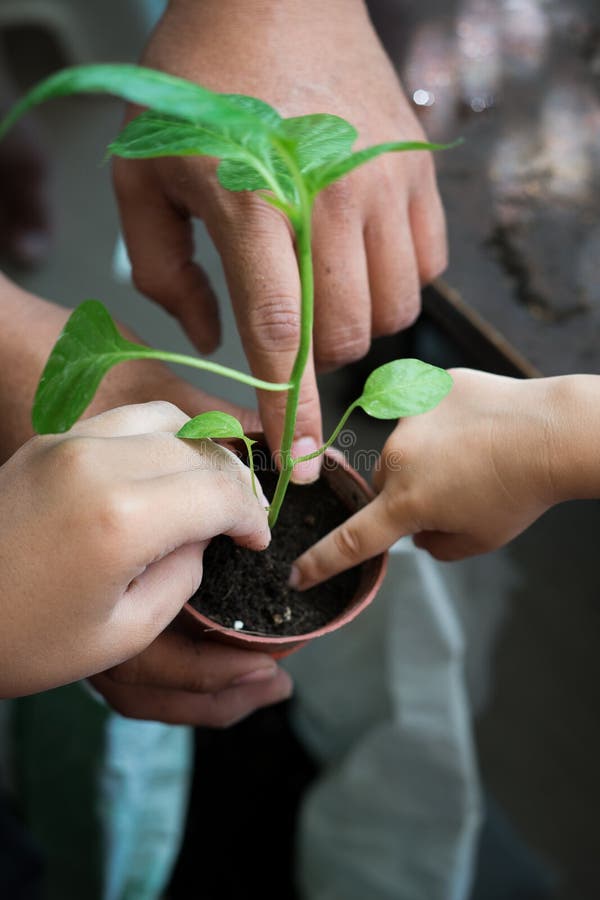 Gardening Activity at Home, Family Activity Growing Plants Stock Photo ...