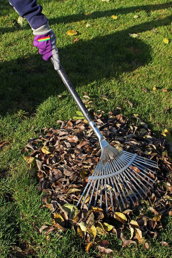 Raking Leaves stock photo. Image of closeup, bottom, leaf - 21805812