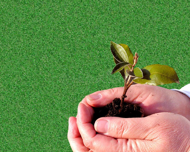 Plant in hand stock photo. Image of botany, flower, branch - 3974880