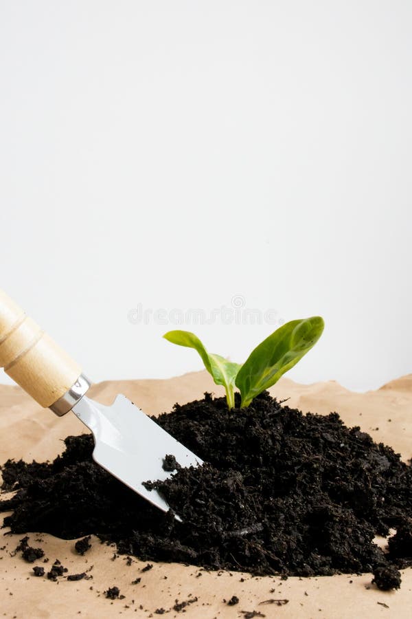 Gardening Basics. Young Plant Seedling with Trowel in Rich Soil Stock ...