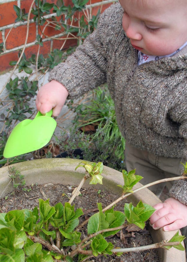 Ferns Emerging in Spring stock photo. Image of fresh - 17577724
