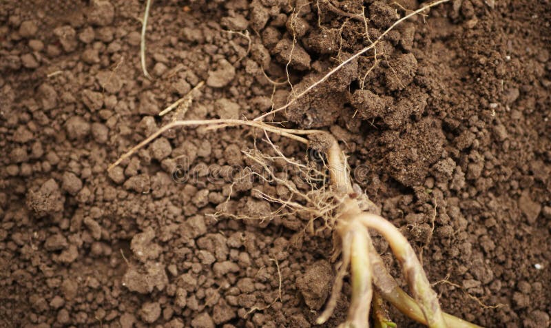 Roots Lay in Ground. Top View Stock Image - Image of internet, hand ...