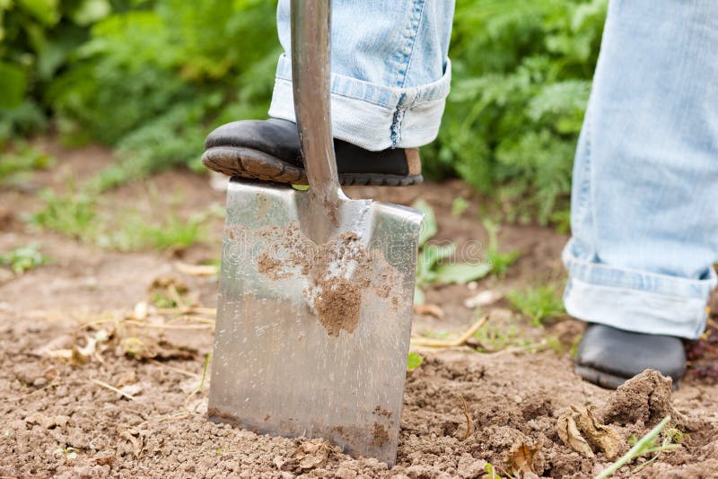 Gardening - Man Digging Over the Soil Stock Image - Image of flowerbed ...