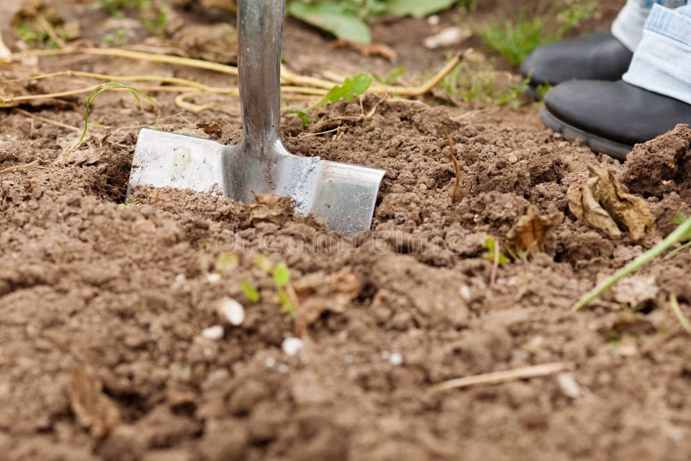 Gardening - Digging Over the Soil Stock Image - Image of people, woman ...