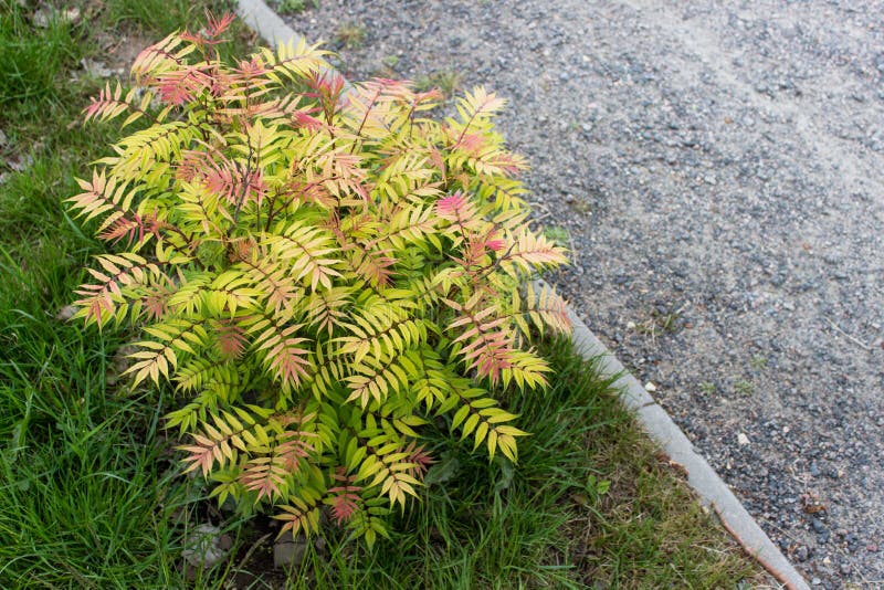 Gardening Elements Bush and Road Stock Image - Image of evergreen ...