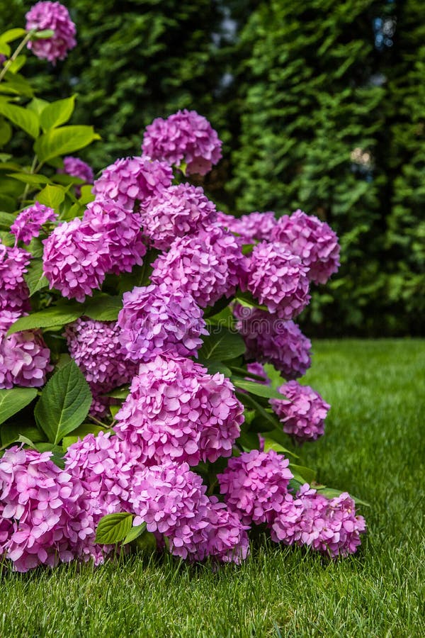 Gardening, Flower Garden, Flowering Hydrangea in the Garden. Stock ...