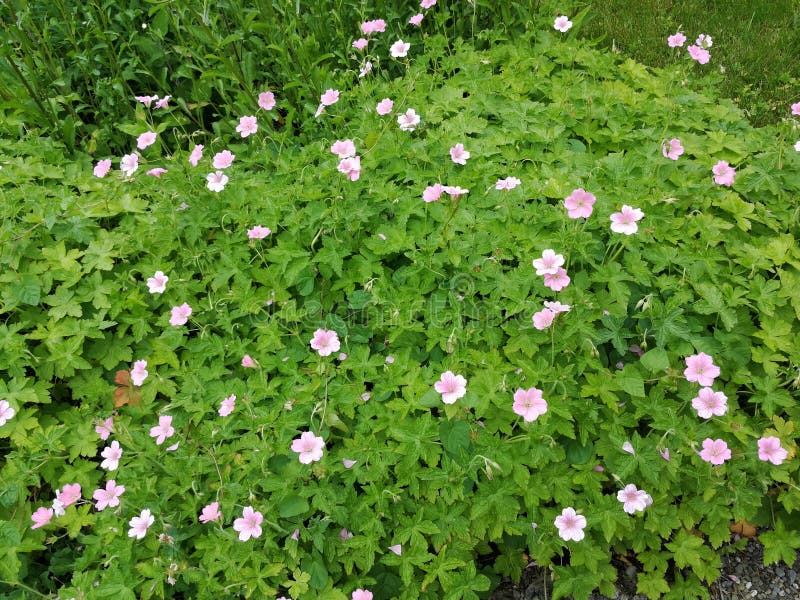 Gardening, Flowers and Greenery Stock Image - Image of nature, grass ...