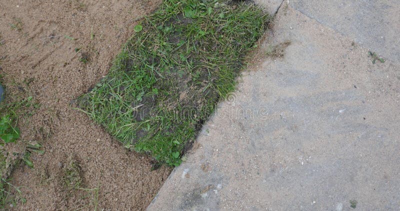 Gardening, Grass Pieces, Grass Sods Transplant Stock Image - Image of ...