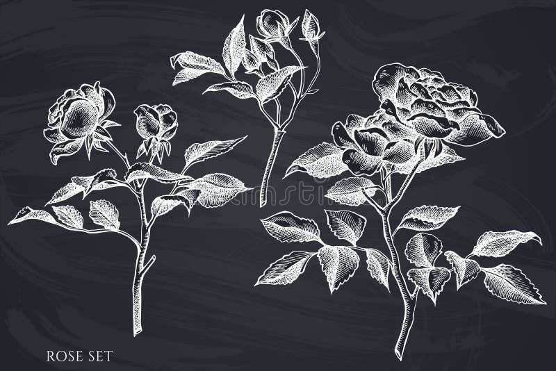Gardening Hand Drawn Vector Illustrations Collection. Chalk Rose Stock ...