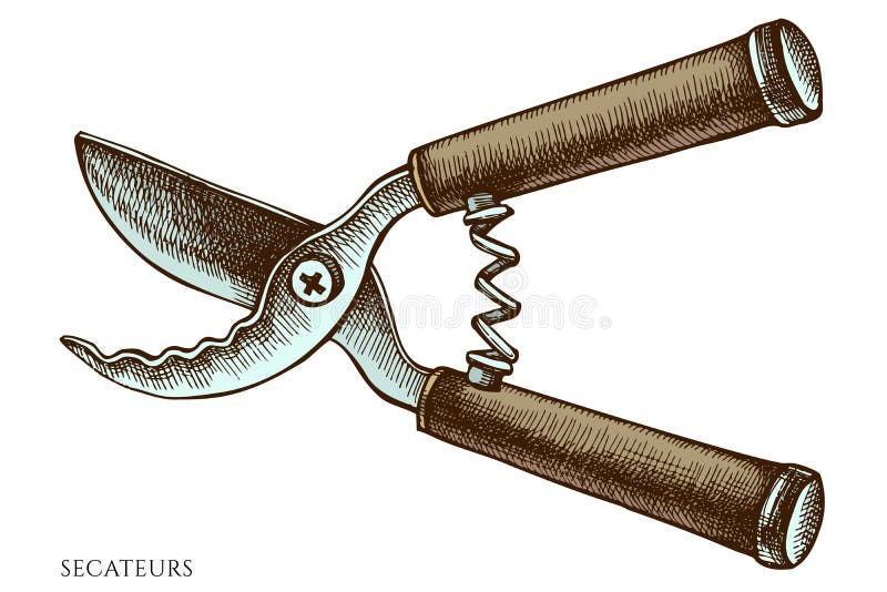 Gardening Hand Drawn Vector Illustrations Collection. Colored Secateurs ...