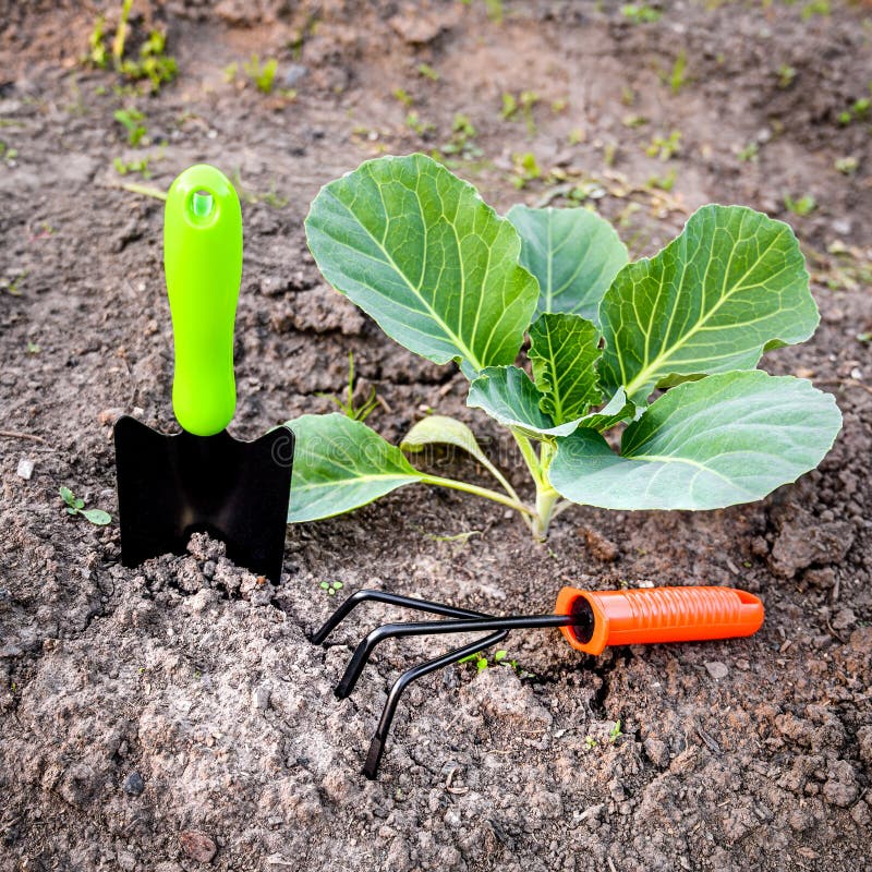 Gardening Hand Tools and Growing Cabbage in the Garden Bed Stock Photo ...