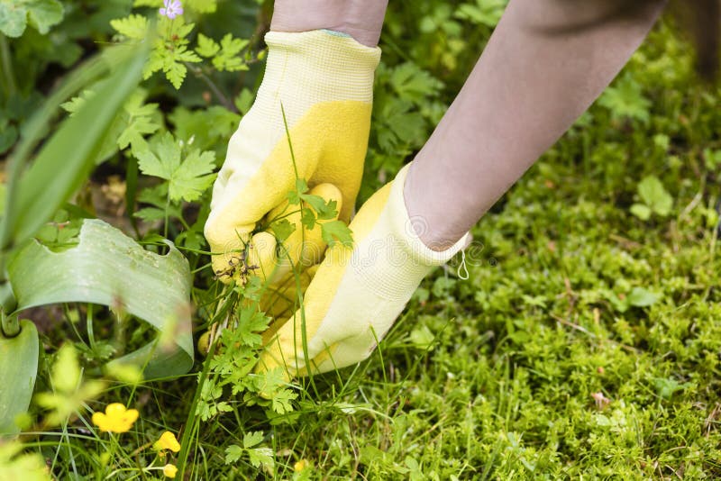 Picking the weeds stock image. Image of meadow, gardening - 31539417