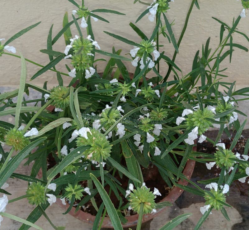 Gardening , Leucas aspera stock image. Image of medicinal - 131728221