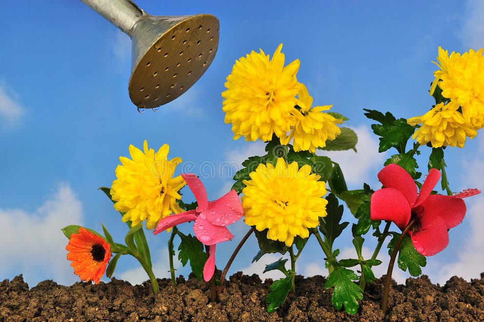 Gardening one stock photo. Image of growing, tools, gardening - 15226264