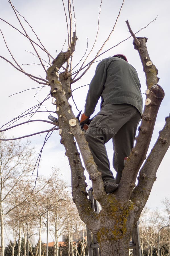 Gardener pruning trees stock image. Image of activity - 268724301