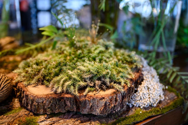 Gardening Ornamental Plants on Timber Stock Photo - Image of grow, bush ...